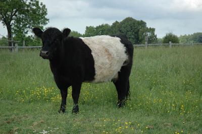 ‘Oreo cows’ members of oldest bovine breed | Lifestyles | yourgv.com