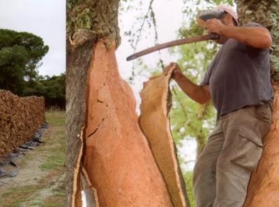 cork tree bark