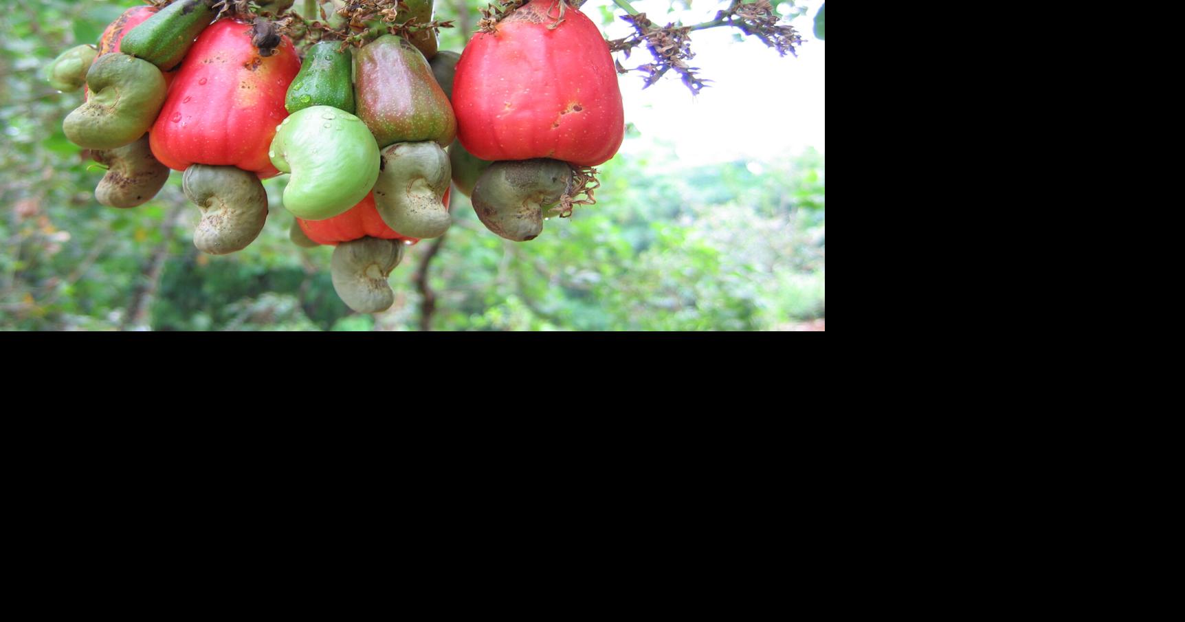 how do cashews grow