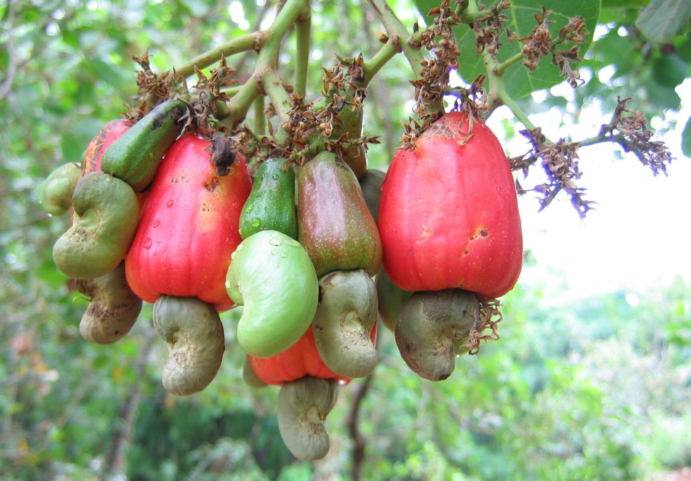 cashew nut fruit inside
