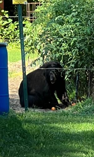 LIVING WITH BEARS: Wildlife biologists give SoBo residents tips to ...