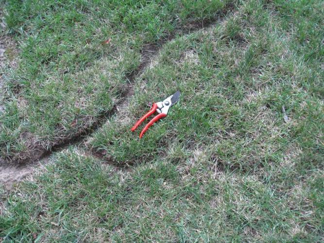 VOLE OR MOLE? Often confused critters cause damage to Landscapes ...