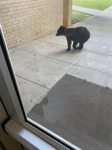 LIVING WITH BEARS: Wildlife biologists give SoBo residents tips to ...