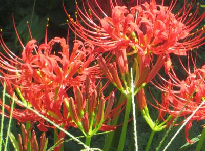 Plant offers a colorful surprise during hurricane season | County Life ...