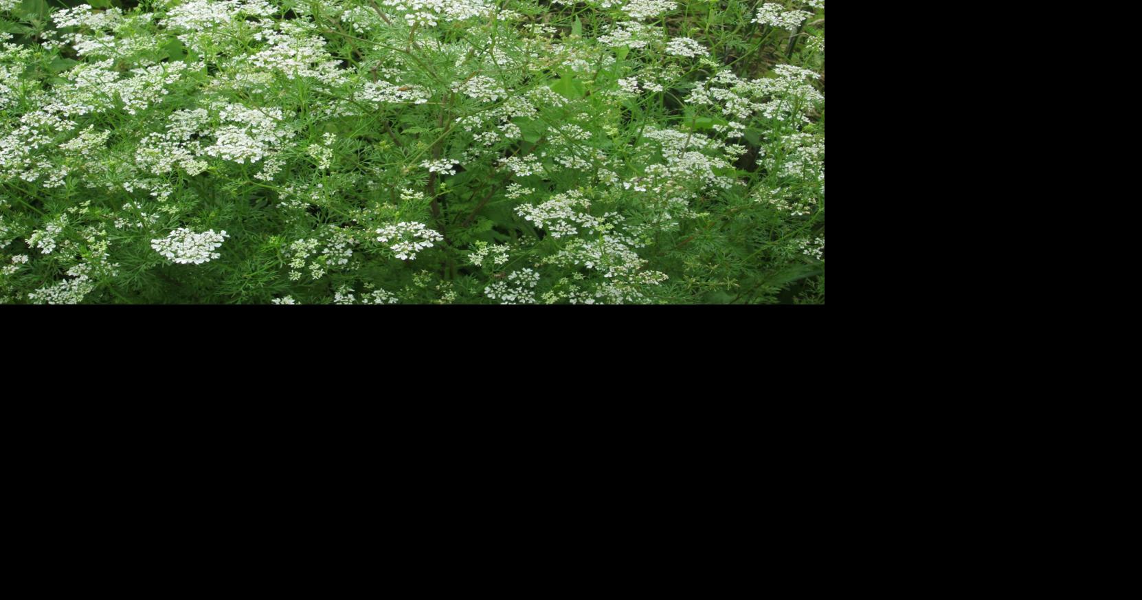 To grow cilantro, understand life cycle | County Life | yourgv.com