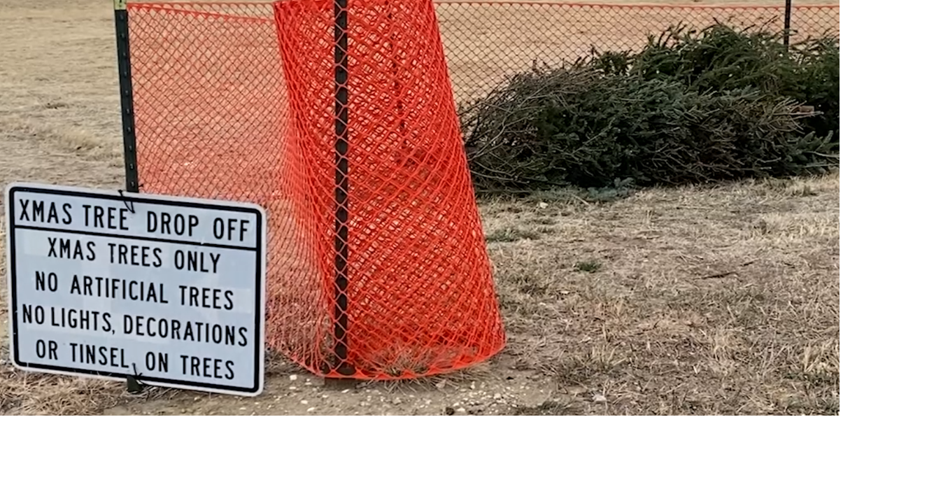 Casper's Christmas Tree Recycling Initiative: A sustainable approach to ...