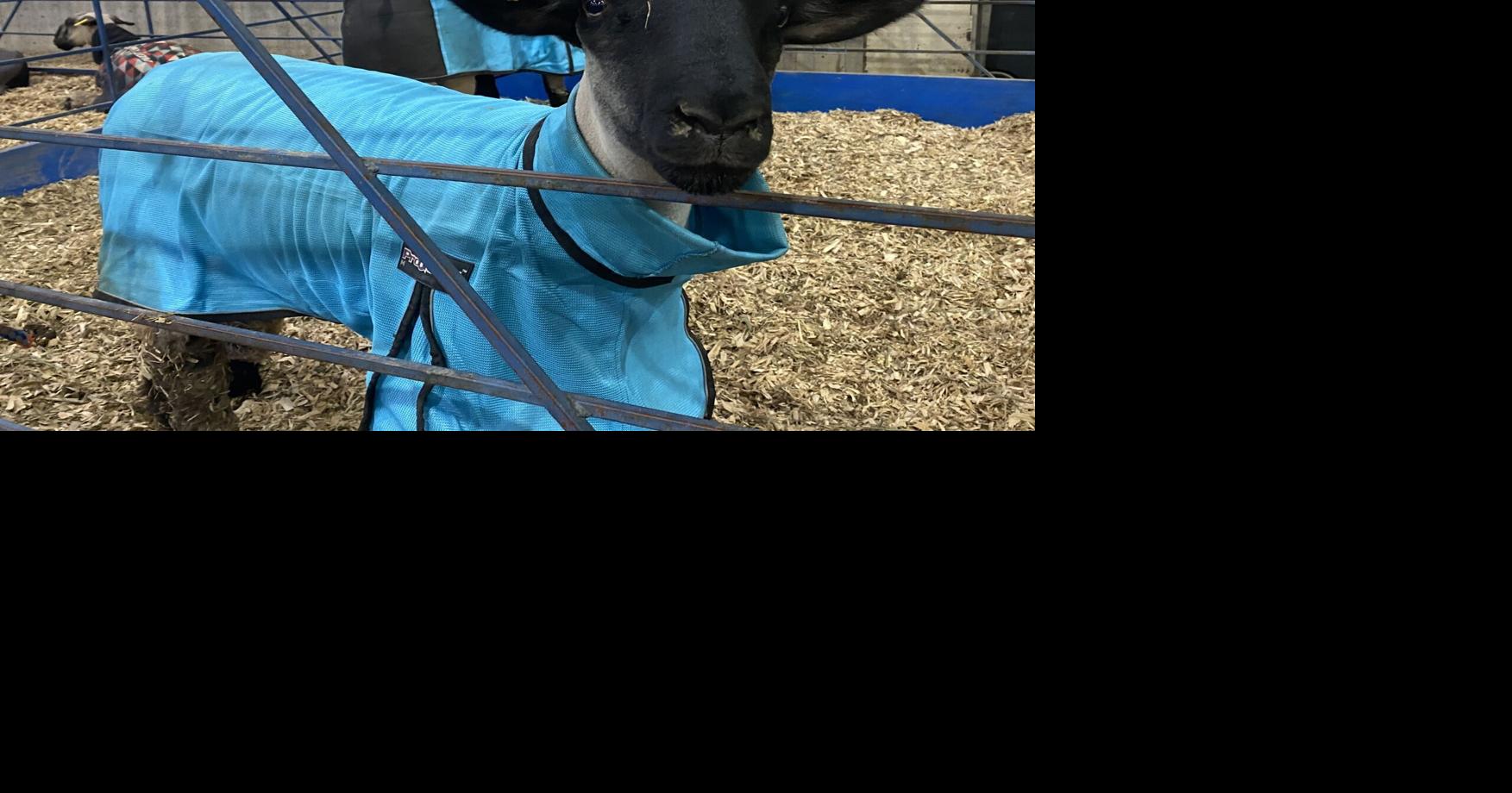 4-H Fun at the Fair and Rodeo in Casper! | Homepage | yourwyominglink.com