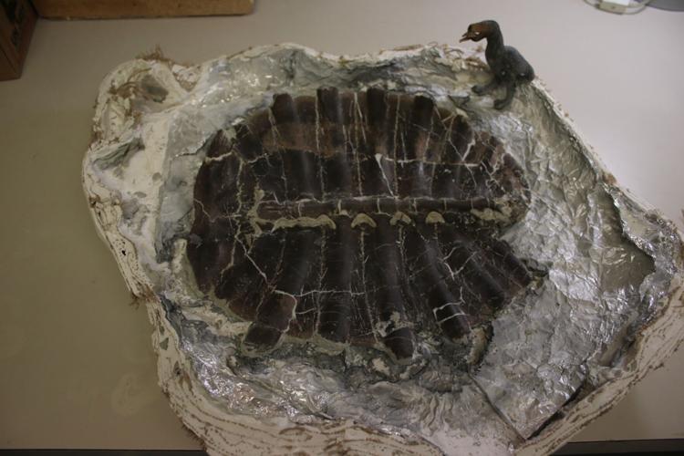 prehistoric turtle shell