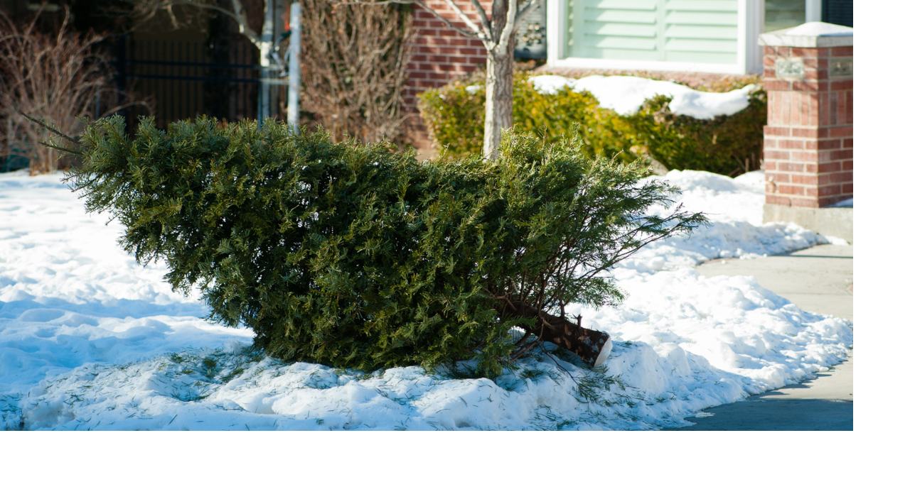 Casper offers tree recycling to keep the city green after the holidays ...
