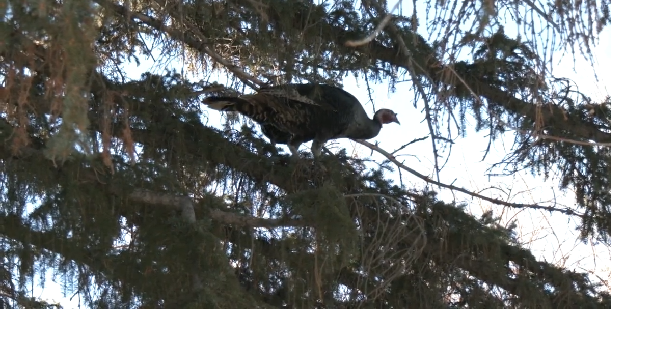 Casper turkey relocation halts amid avian flu concerns | Local & State ...