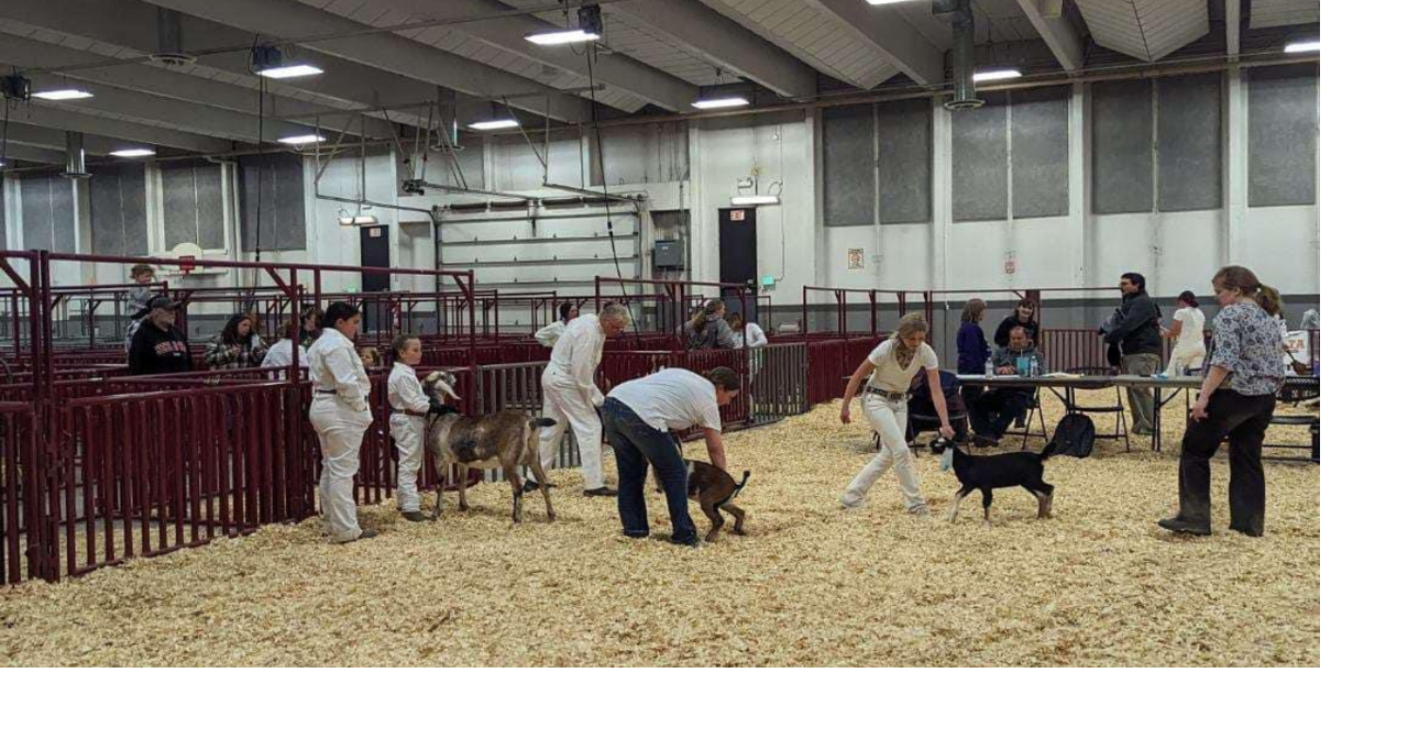 Fuzzy Goat Show: Cheyenne's Cutest Memorial Day Event! | Homepage ...