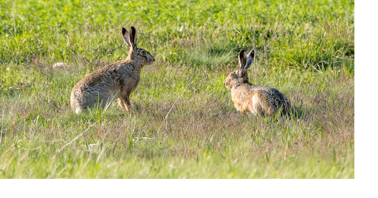 'Rabbit Fever' Surge in Wyoming has State Health Officials Alarmed ...