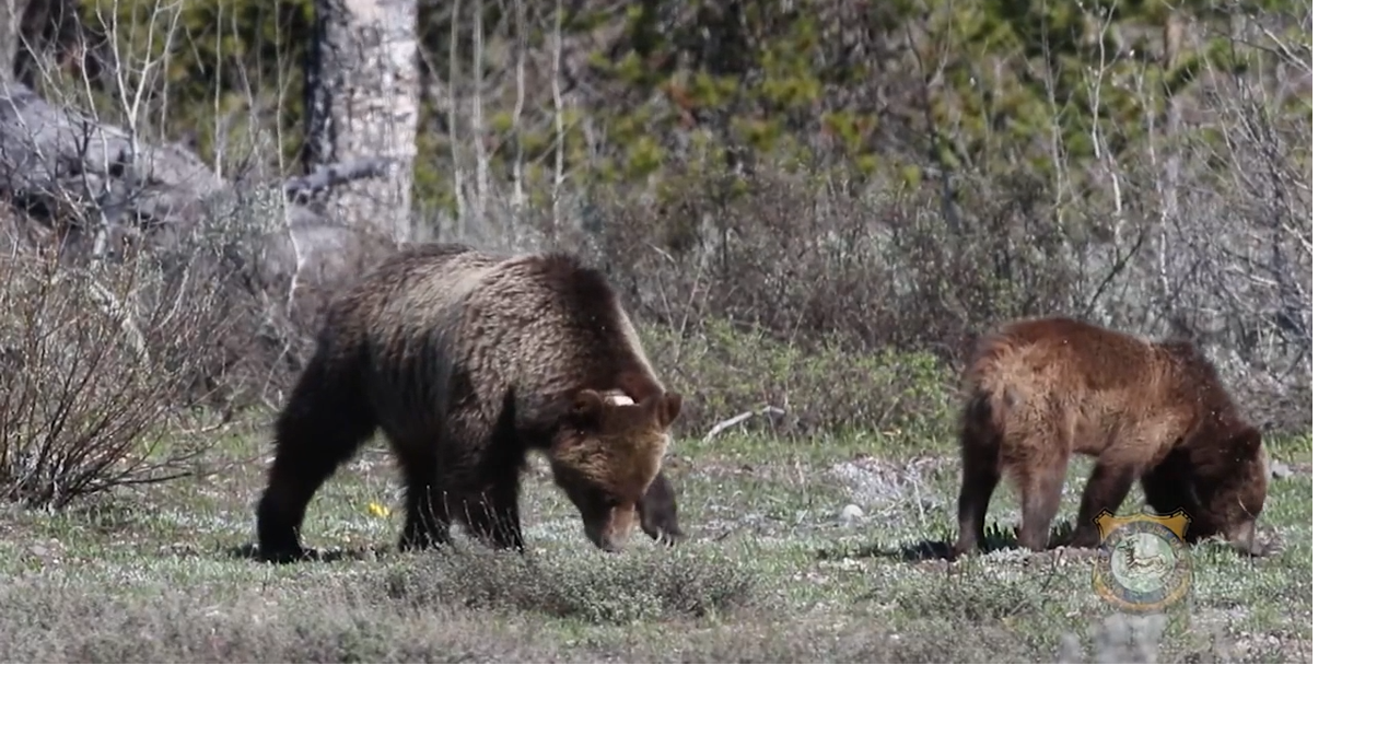 Grizzly bears are killing an increasing amount of Wyoming Cattle, says Game and Fish | Wyoming ...