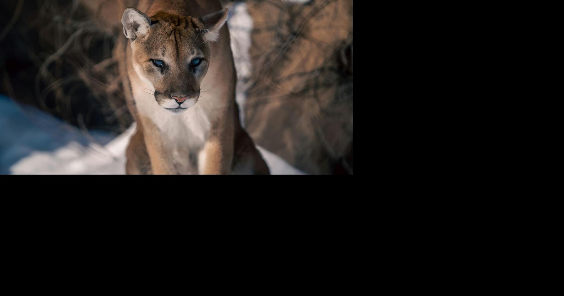 After rare mountain lion attack, experts remind Wyomingites how to stay ...