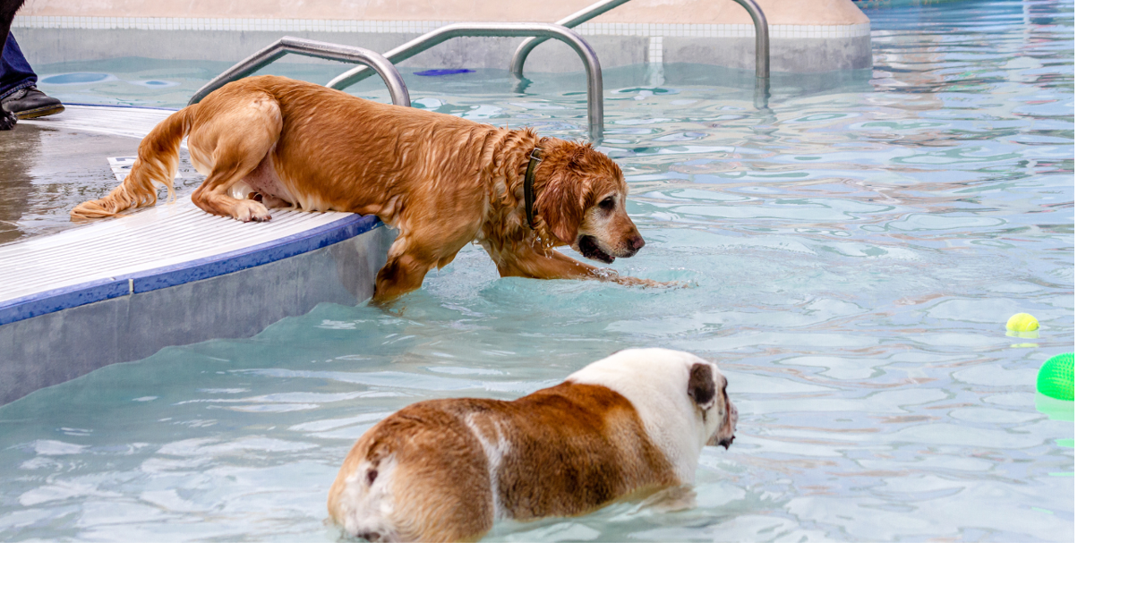 Join Casper's Pooch Pool Party at Mike Sedar Pool This Saturday | Homepage | yourwyominglink.com