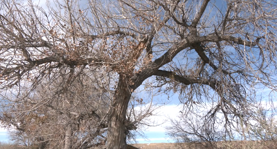 Branch Across Casper: Improving Casper's Canopy | Homepage ...