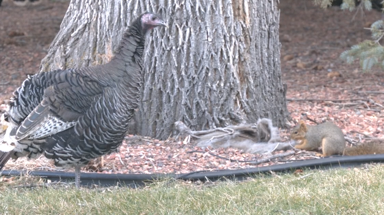 Casper locals think wild turkeys are terrific | Homepage ...