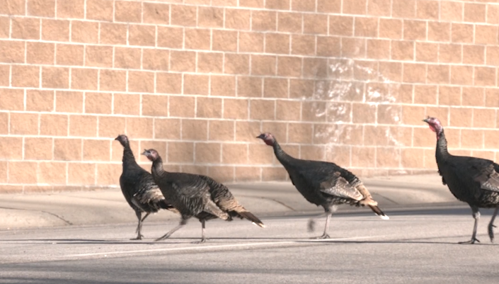 Casper locals think wild turkeys are terrific | Homepage ...