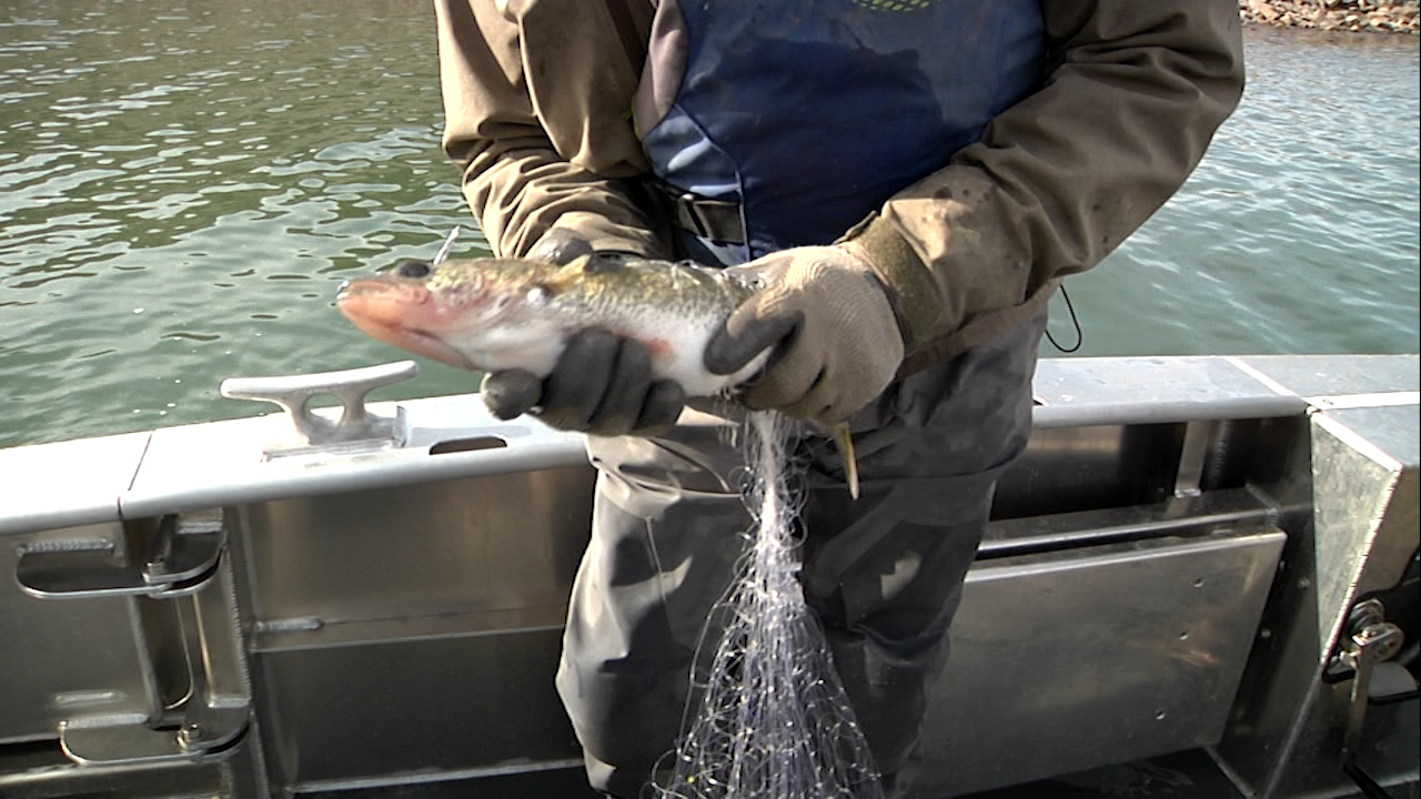 Wyoming Game & Fish Report | yourwyominglink.com
