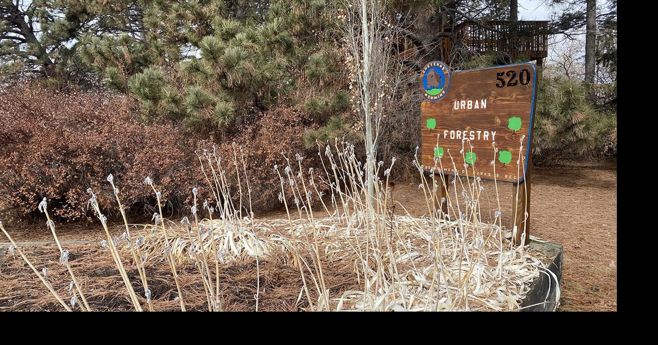 Cottonwood Clearing: Cheyenne Axes Old Trees for Safety and New Growth ...