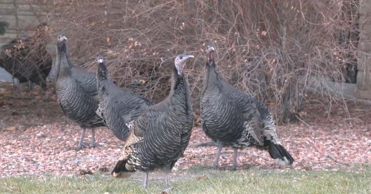 Casper locals think wild turkeys are terrific | Homepage ...