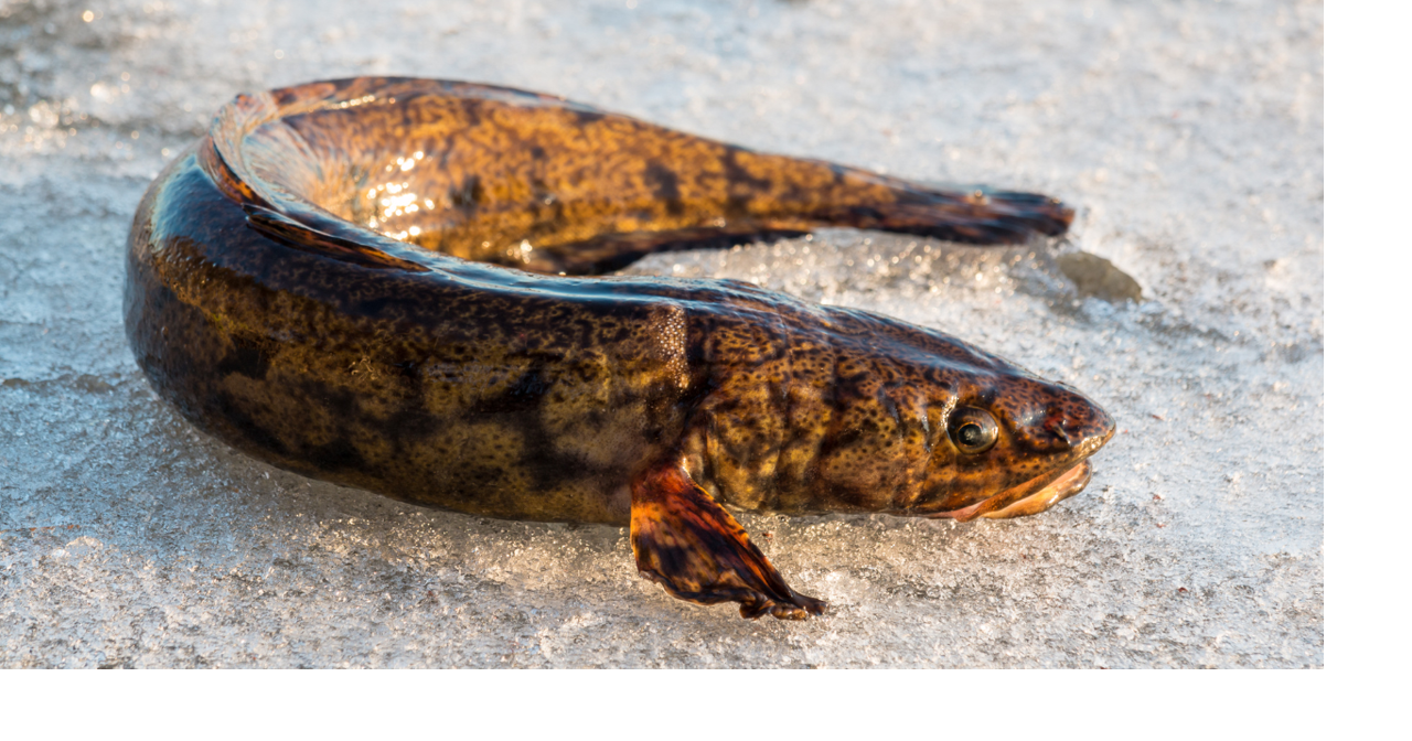 Ding-The-Ling-Derby: Fishing event aims to remove illegally introduced ...