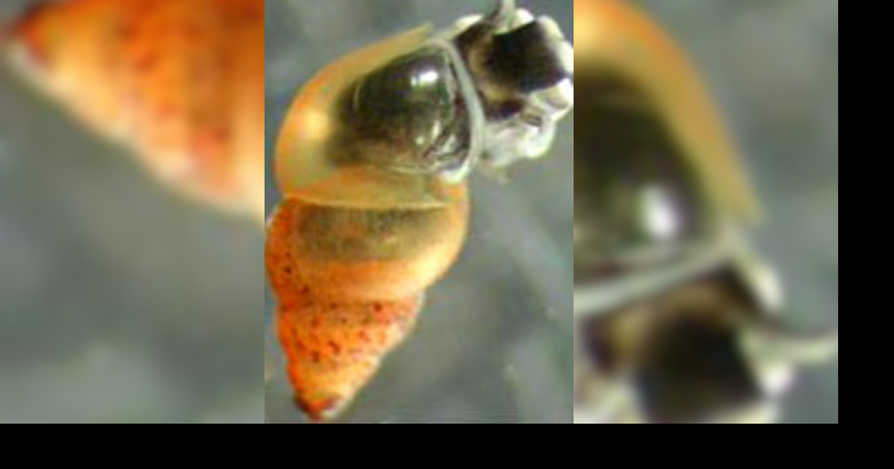 Invasive species found in popular Casper fishery, results in temporary ...