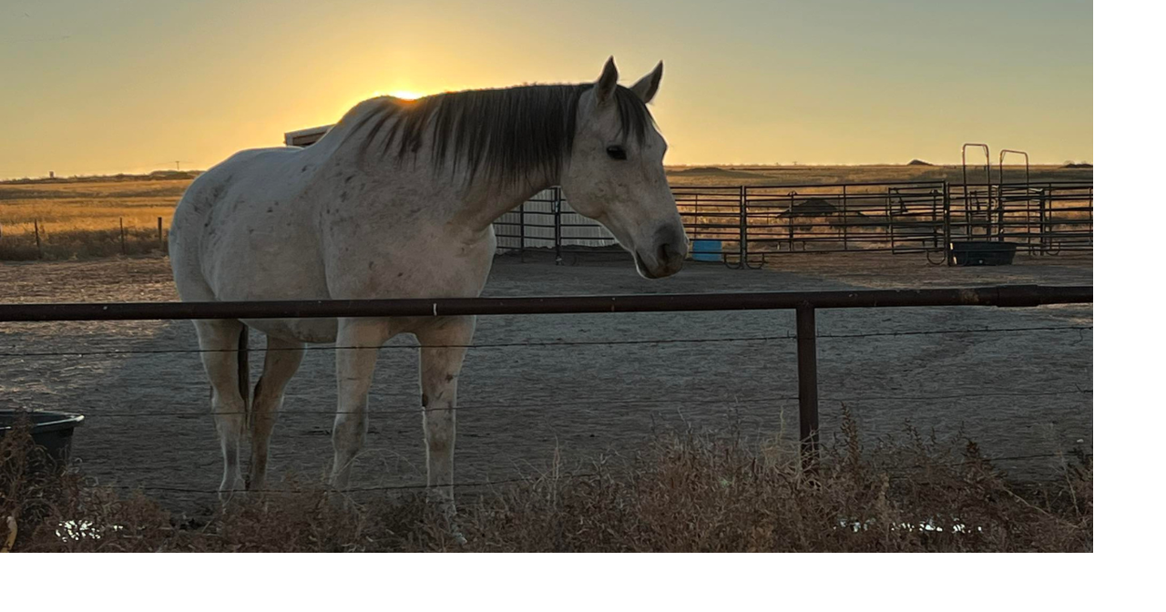 REACH 4A Star Riding Academy Closes After 20 Years; New Group Takes Over | Homepage ...