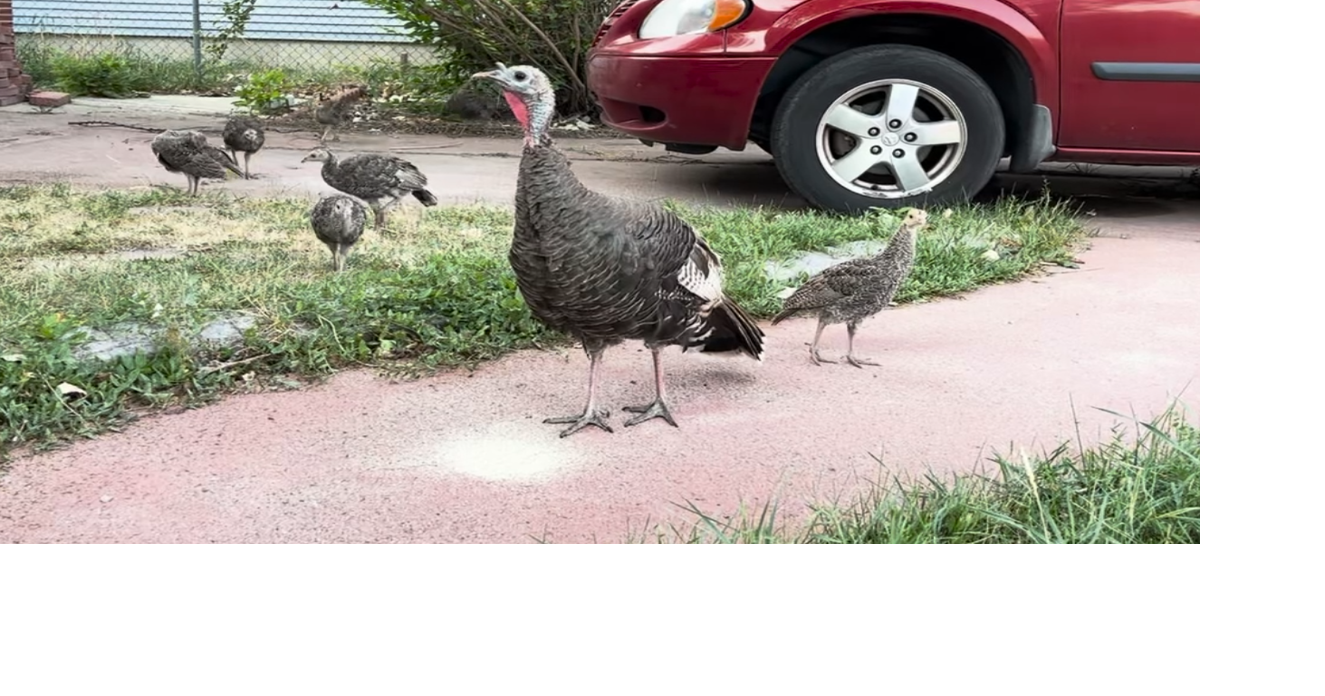 Did You Know it's Illegal to Feed the Casper Turkeys? | Homepage ...