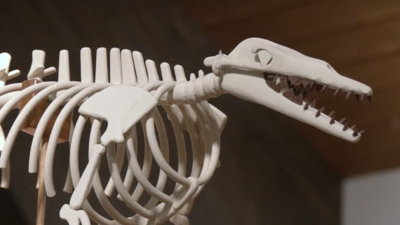 leviathan whale skeleton